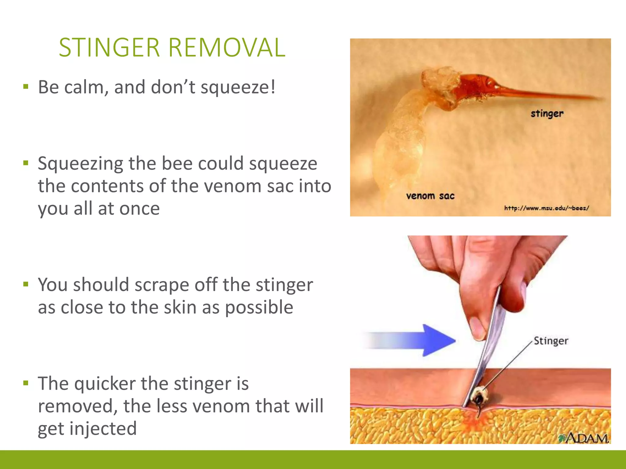 Ch 2 The Honey Bee's World, PPT by Dr. Kristen Healy, Entomologist, LSU ...