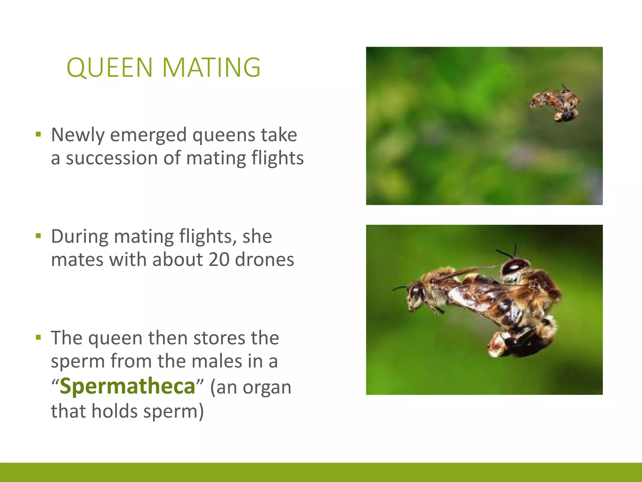 Ch 2 The Honey Bee's World, PPT by Dr. Kristen Healy, Entomologist, LSU AgCenter | PPTX