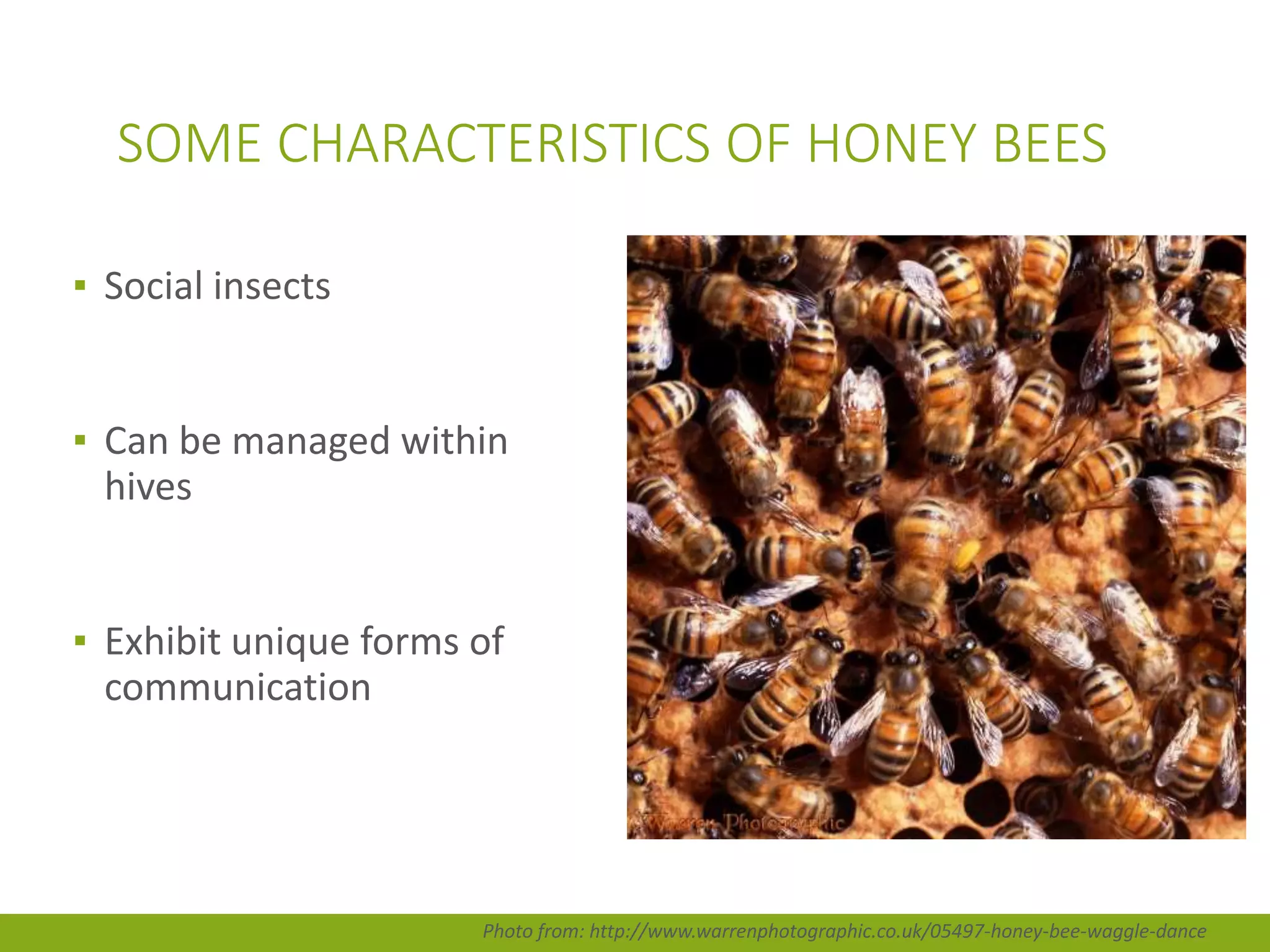 Ch 2 The Honey Bee's World, PPT by Dr. Kristen Healy, Entomologist, LSU ...