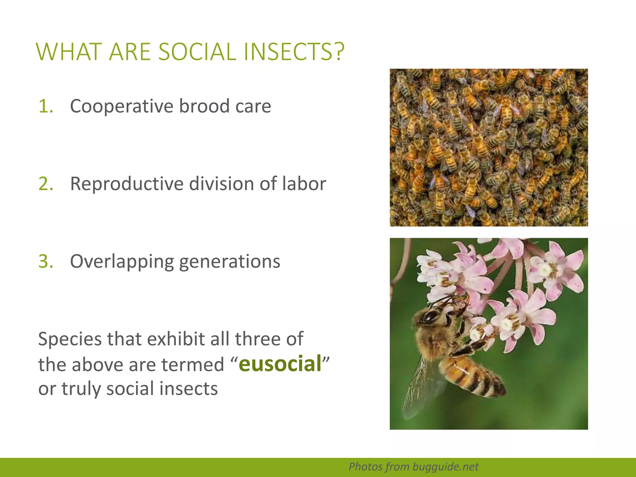 Ch 2 The Honey Bee's World, PPT by Dr. Kristen Healy, Entomologist, LSU ...
