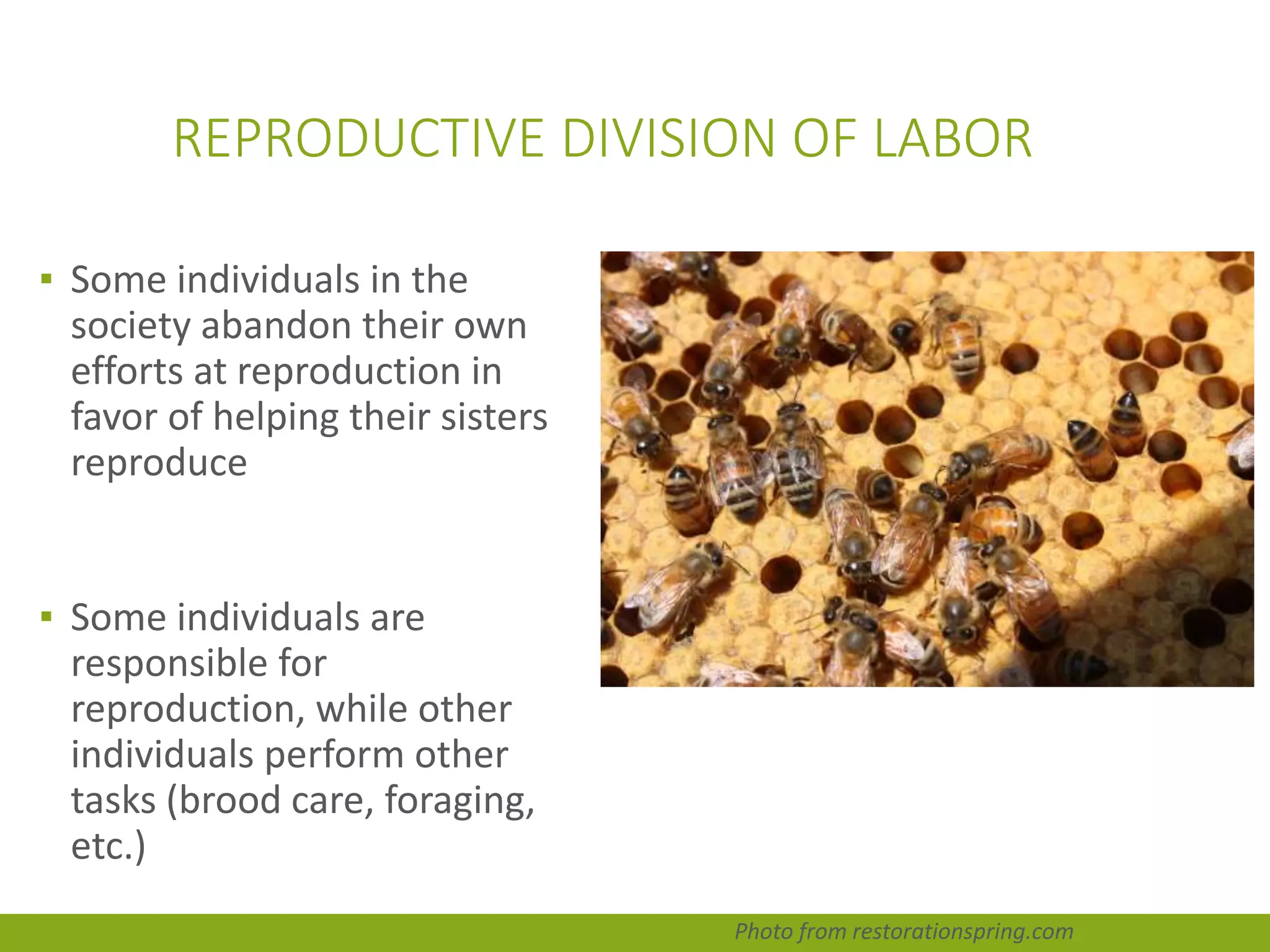 Ch 2 The Honey Bee's World, PPT by Dr. Kristen Healy, Entomologist, LSU ...