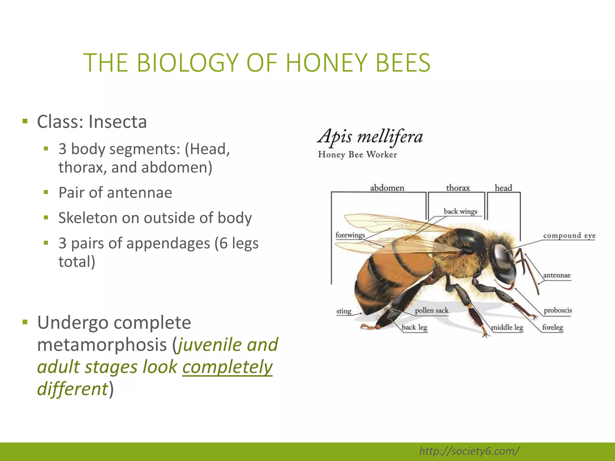 Ch 2 The Honey Bee's World, PPT by Dr. Kristen Healy, Entomologist, LSU ...