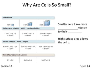 Ch3 cells pt 1 sp 2018 | PPT