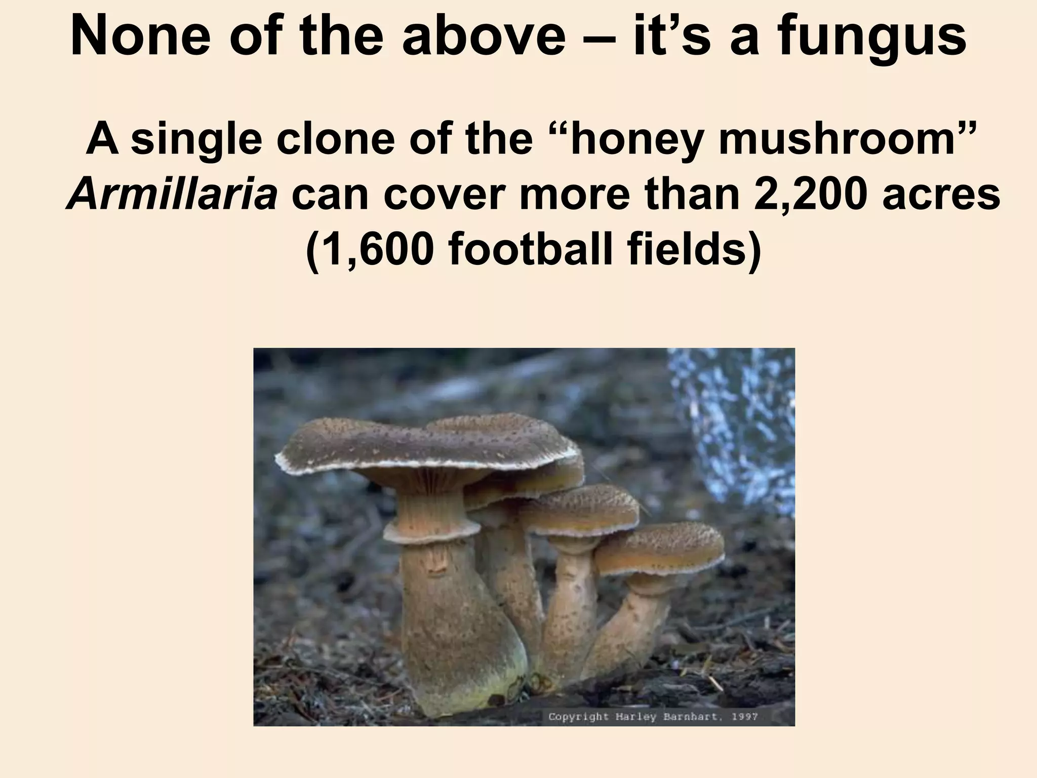 Ch31 Fungi.ppt