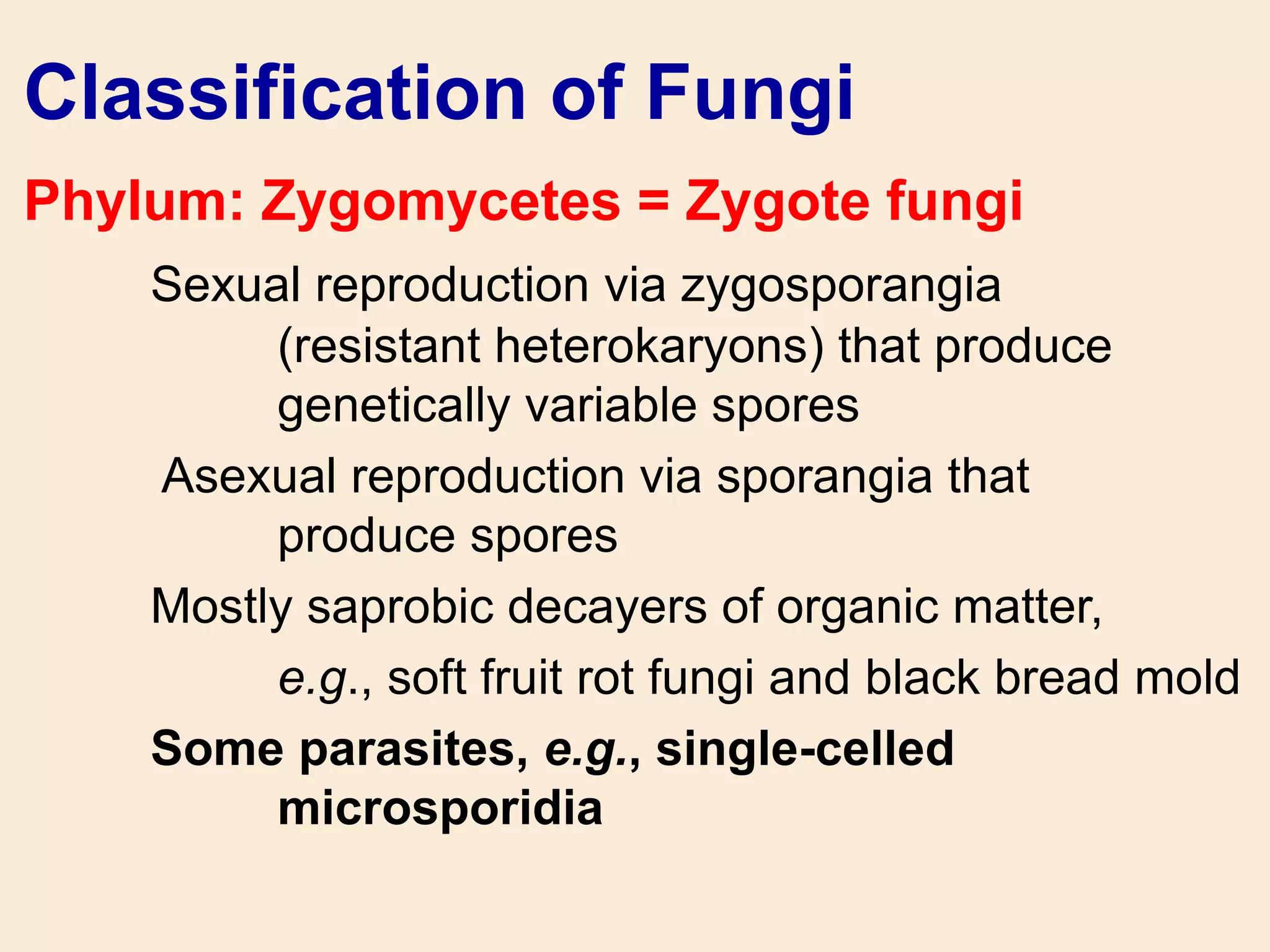 Ch31 Fungi.ppt