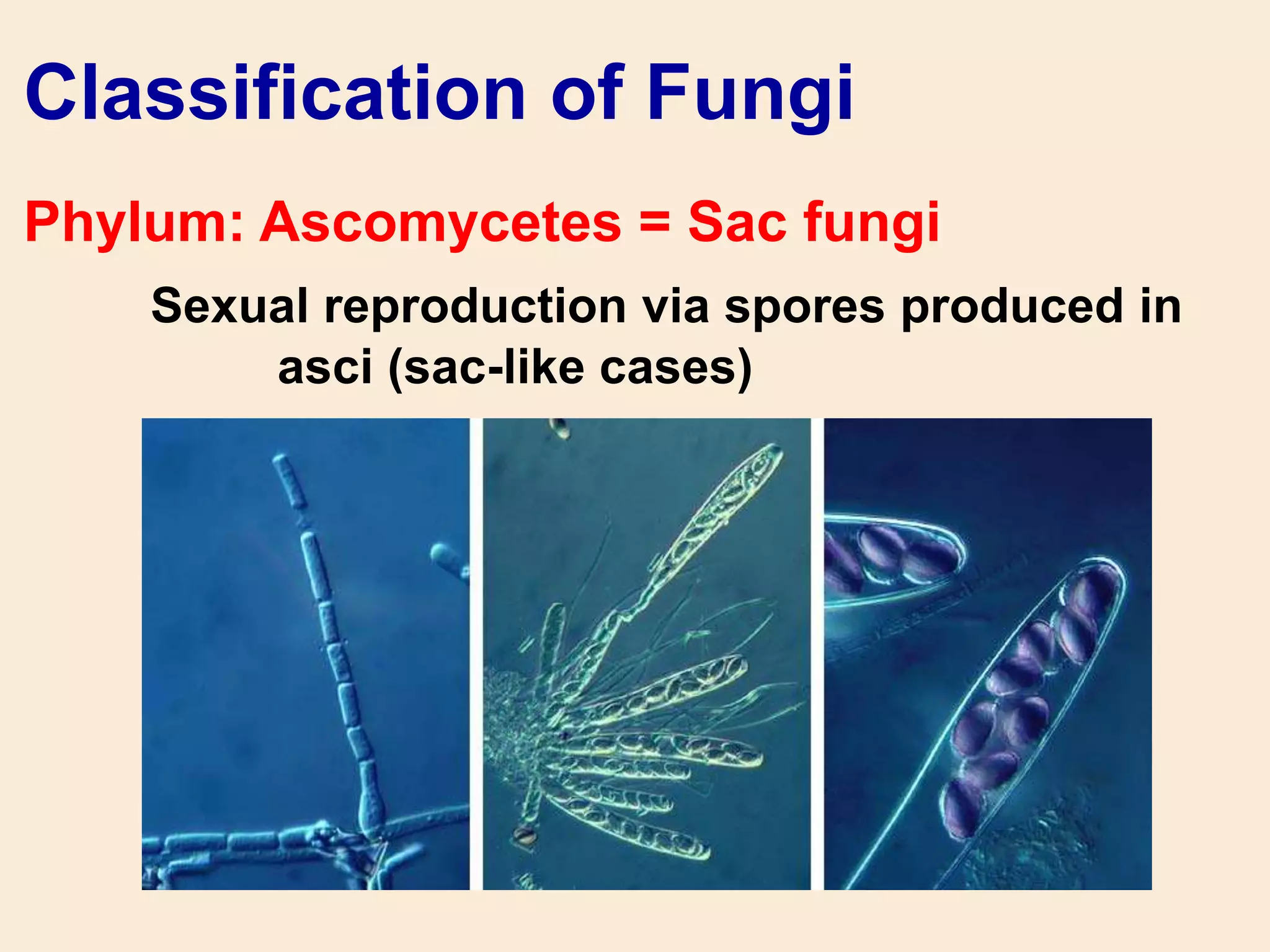 Ch31 Fungi.ppt