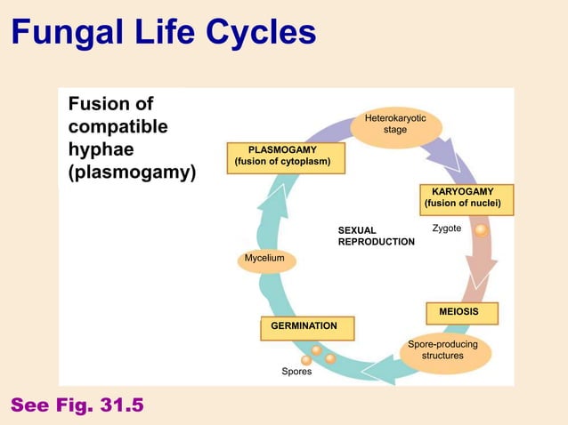 Ch31 Fungi.ppt