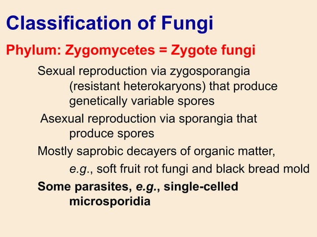 Ch31 Fungi.ppt