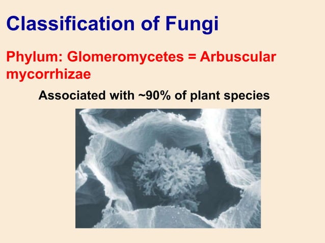 Ch31 Fungi.ppt