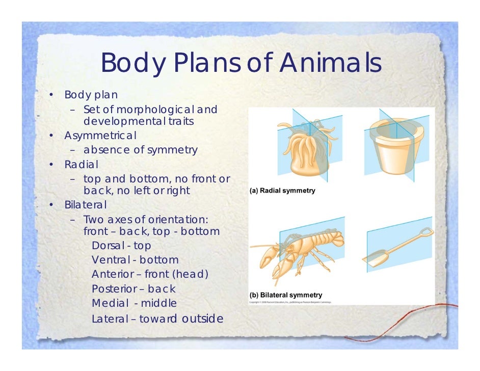 What Are Animal Body Plans at Kathleen Schmidt blog