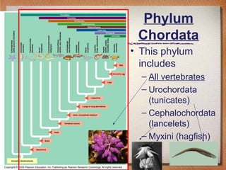 AP Biology Vertebrate Evolution | PPT