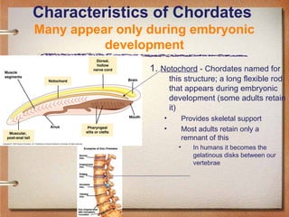 AP Biology Vertebrate Evolution | PPT
