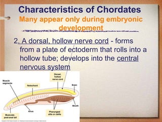 AP Biology Vertebrate Evolution | PPT