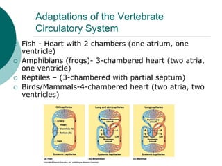 Ch_34_Circulation__Gas_Exchange.pptx