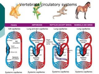 Ch_34_Circulation__Gas_Exchange.pptx