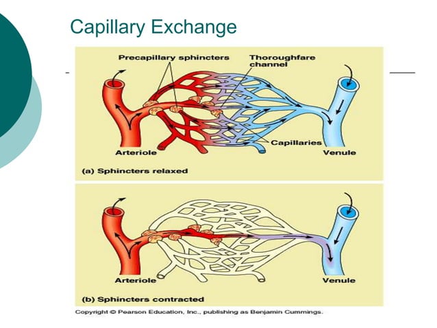 Ch_34_Circulation__Gas_Exchange.pptx