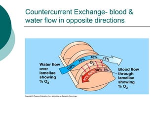 Ch_34_Circulation__Gas_Exchange.pptx