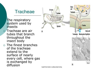 Ch_34_Circulation__Gas_Exchange.pptx
