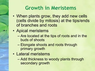 Ch35_36_Plant Structure, Growth, and Development.ppt