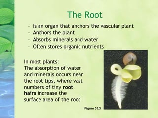 Ch35_36_Plant Structure, Growth, and Development.ppt