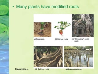 Ch35_36_Plant Structure, Growth, and Development.ppt