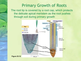 Ch35_36_Plant Structure, Growth, and Development.ppt