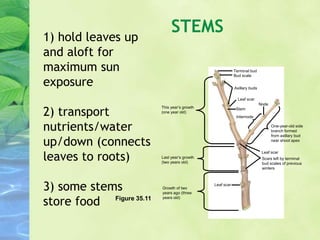 Ch35_36_Plant Structure, Growth, and Development.ppt
