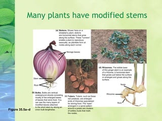 Ch35_36_Plant Structure, Growth, and Development.ppt
