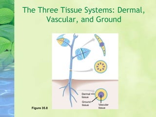 Ch35_36_Plant Structure, Growth, and Development.ppt