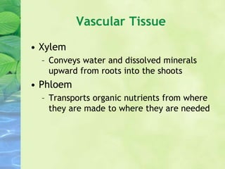 Ch35_36_Plant Structure, Growth, and Development.ppt