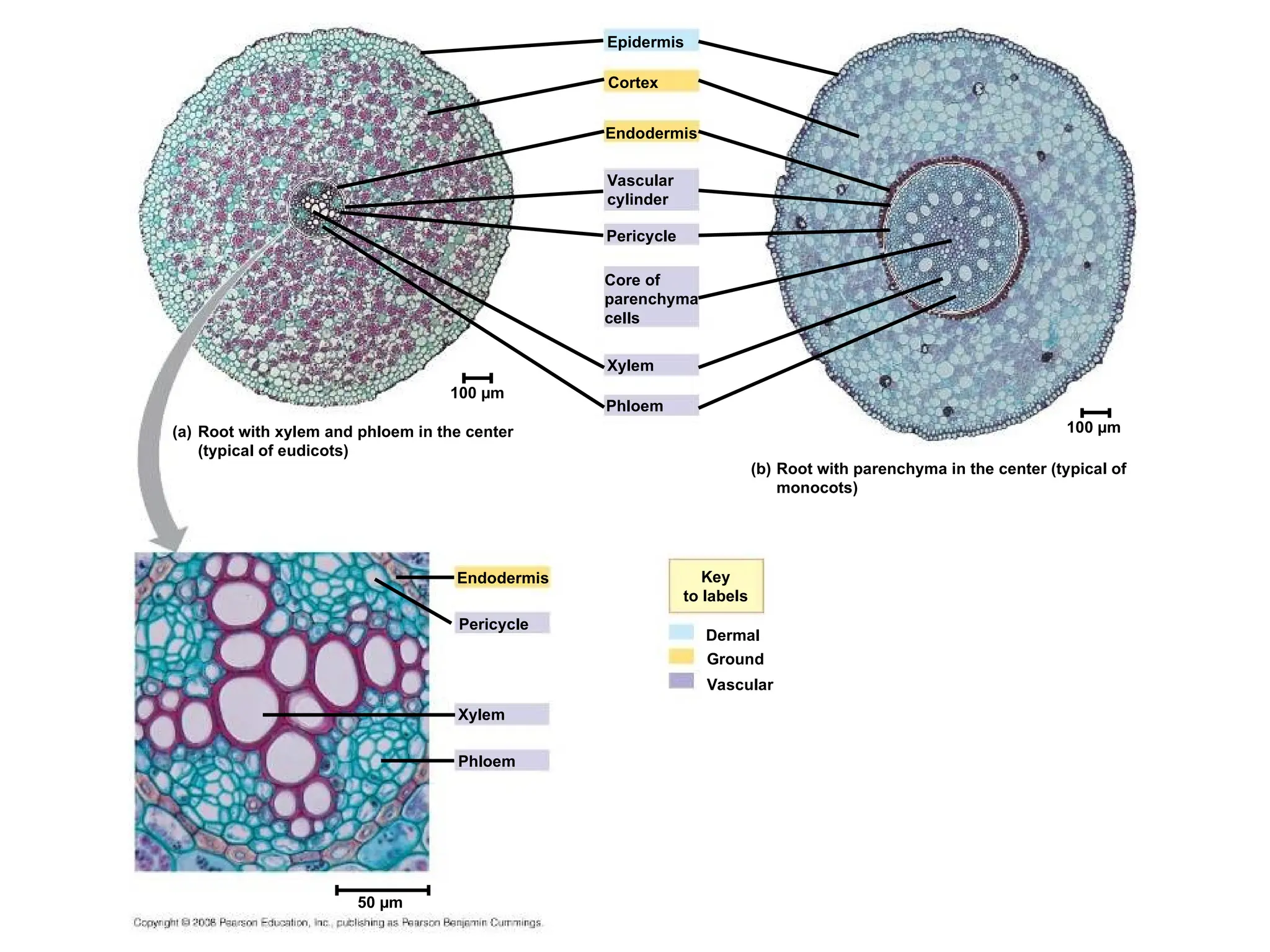 Anatomy of Vascular Plants and land plants.ppt