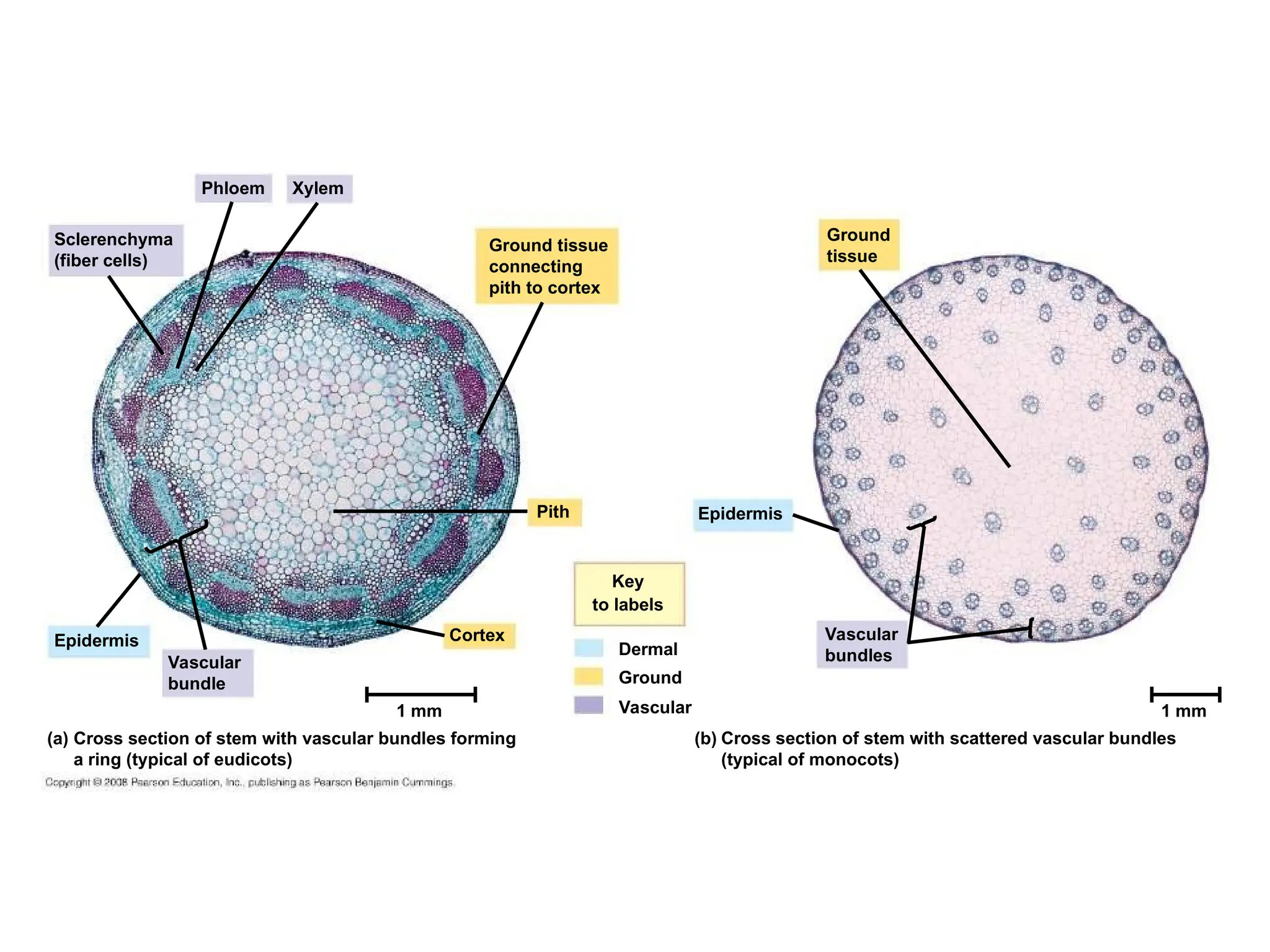 Anatomy of Vascular Plants and land plants.ppt