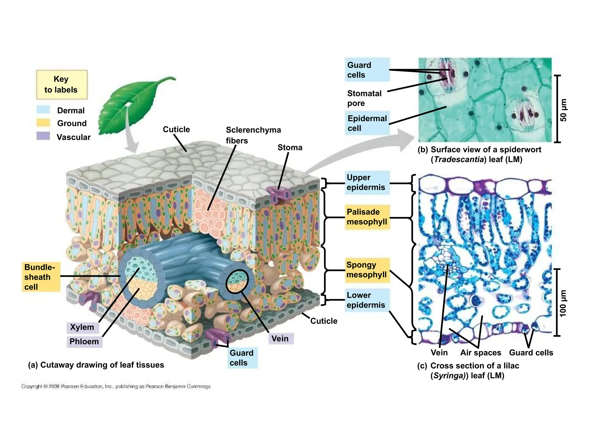 Anatomy of Vascular Plants and land plants.ppt