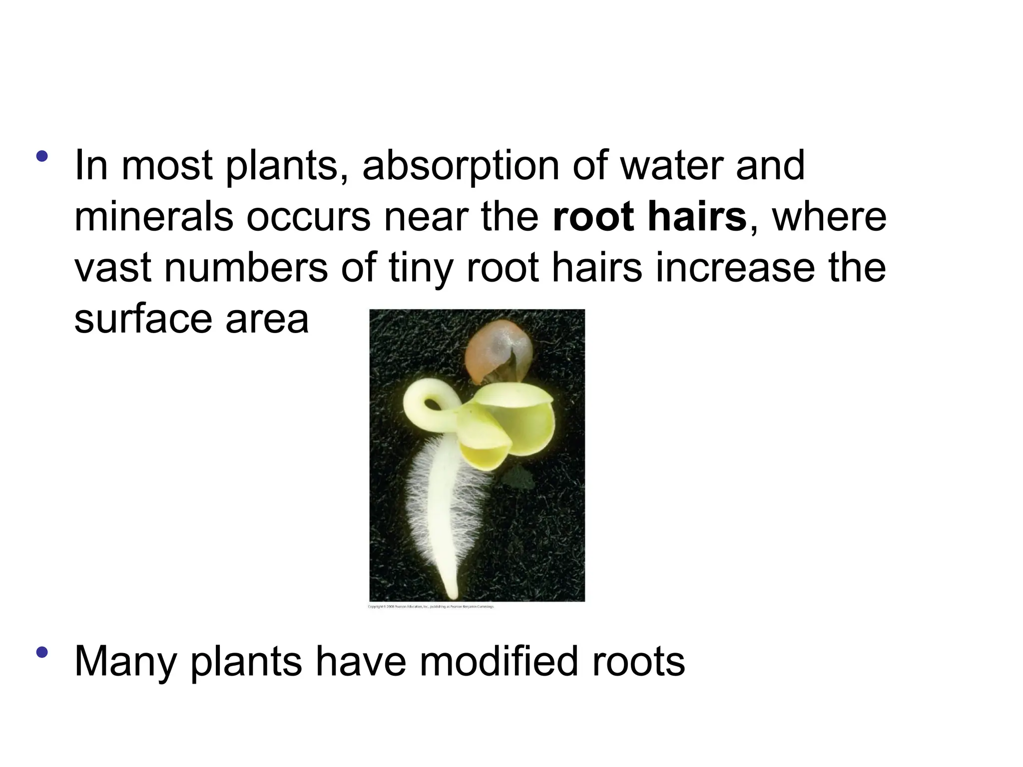 Anatomy of Vascular Plants and land plants.ppt