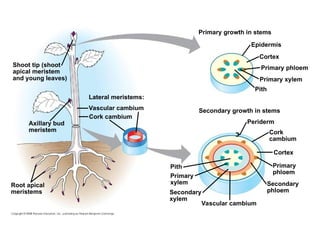 Anatomy of Vascular Plants and land plants.ppt
