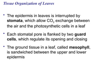 Anatomy of Vascular Plants and land plants.ppt