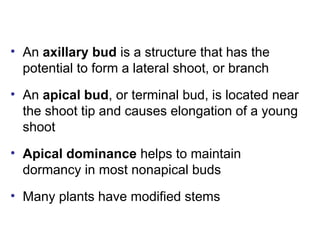 Anatomy of Vascular Plants and land plants.ppt