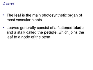 Anatomy of Vascular Plants and land plants.ppt