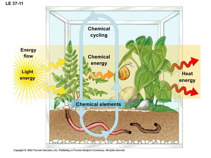 Chemical Cycling In An Ecosystem Pearson