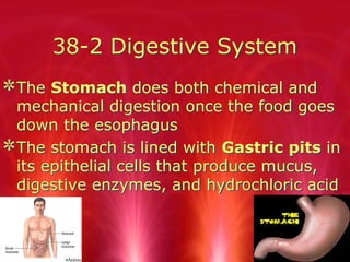 Chapter___38_Digestion_and_Excretory.ppt