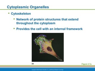 CVA A&P - Chapter 3a Cell Parts | PPT