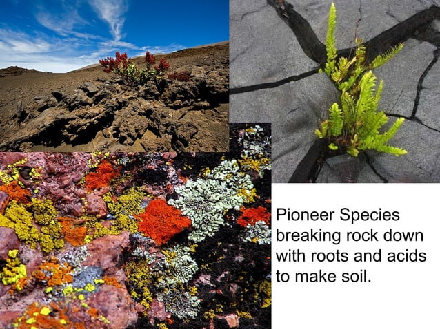 Ch3 communities, biomes, ecosystems | PPT