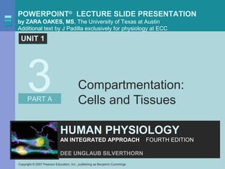 Compartments & cells | PPT