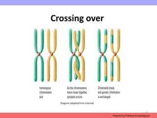 Ch3_Crossing over | PDF | Genetics | Science