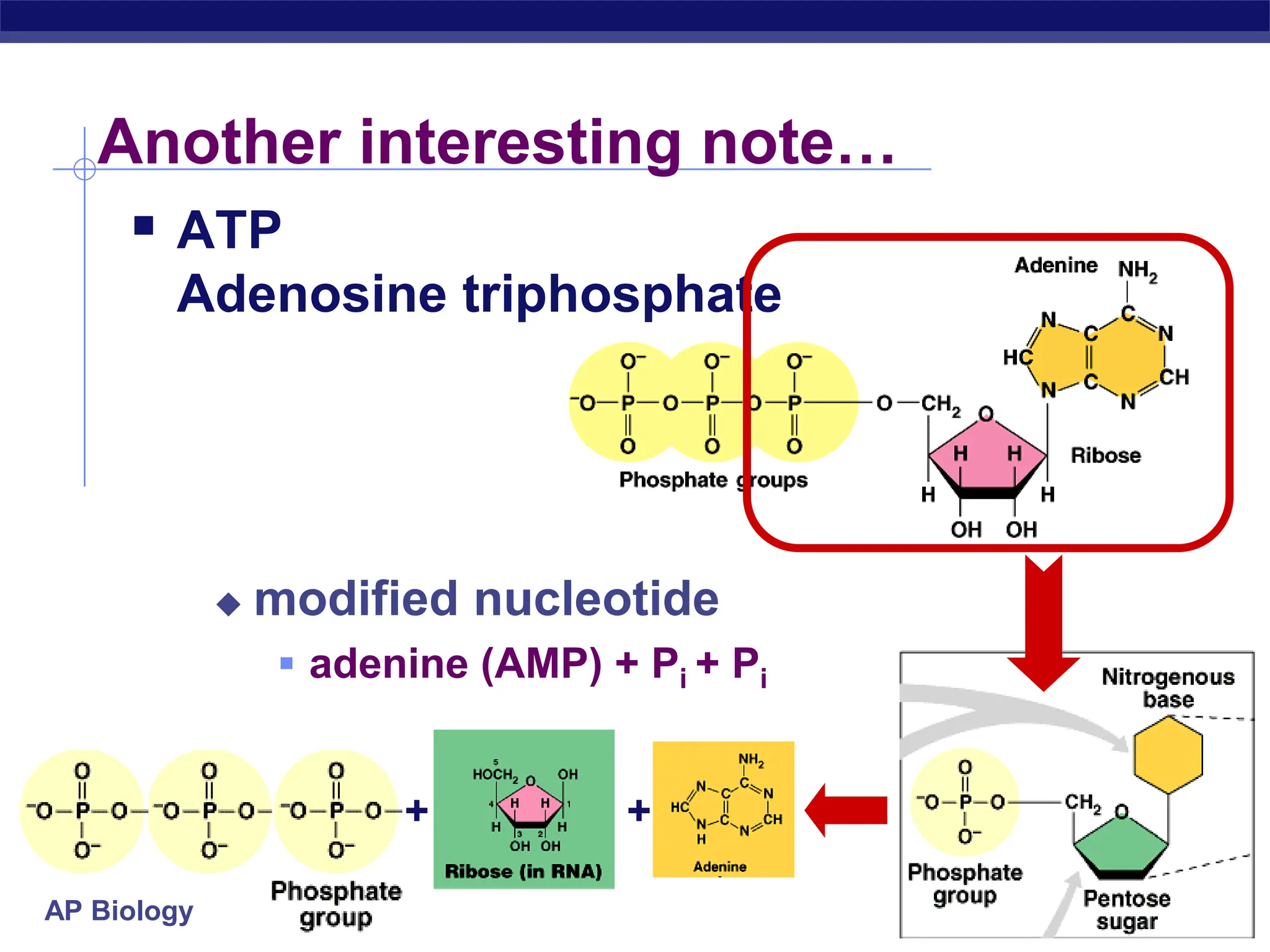 CH 3D Nucleic Acids and their information.ppt