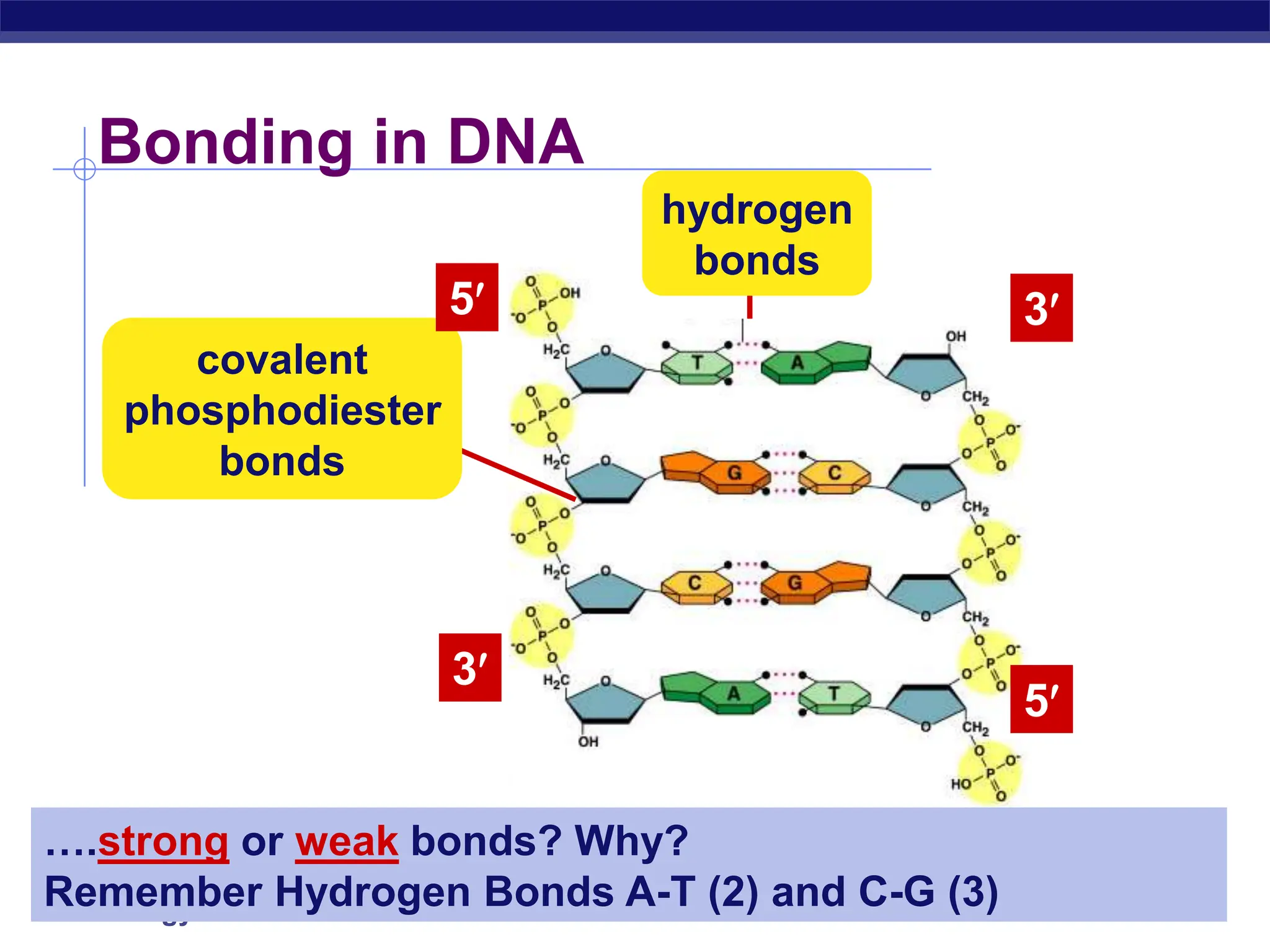 CH 3D Nucleic Acids and their information.ppt