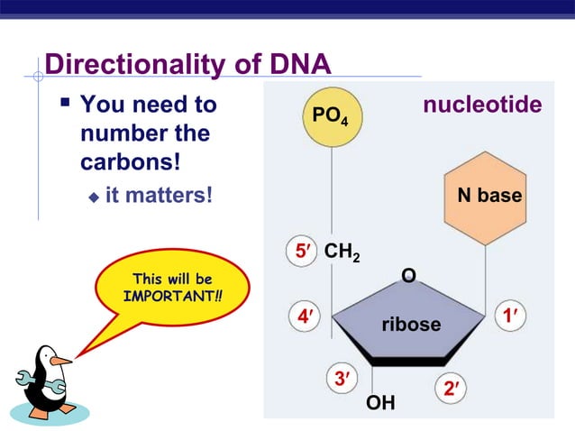 CH 3D Nucleic Acids and their information.ppt