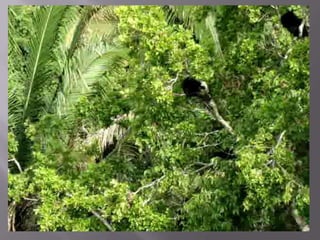 Ch 3 ecosystems | PPT