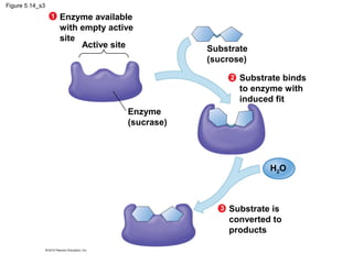 Catalytic Enzyme Cycle