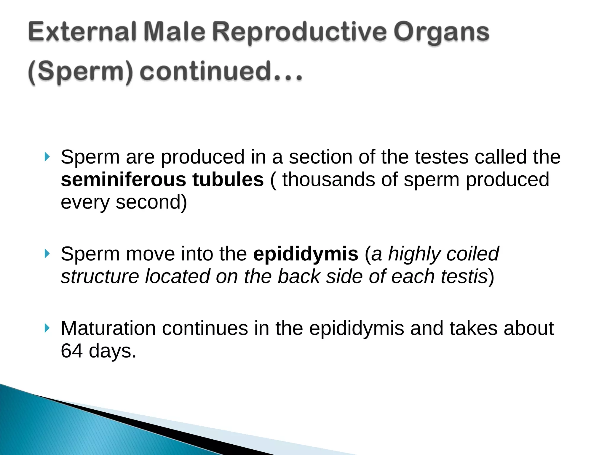Ch3 L1 2 Male Female Reproductive Systems 3 2 Use Ppt